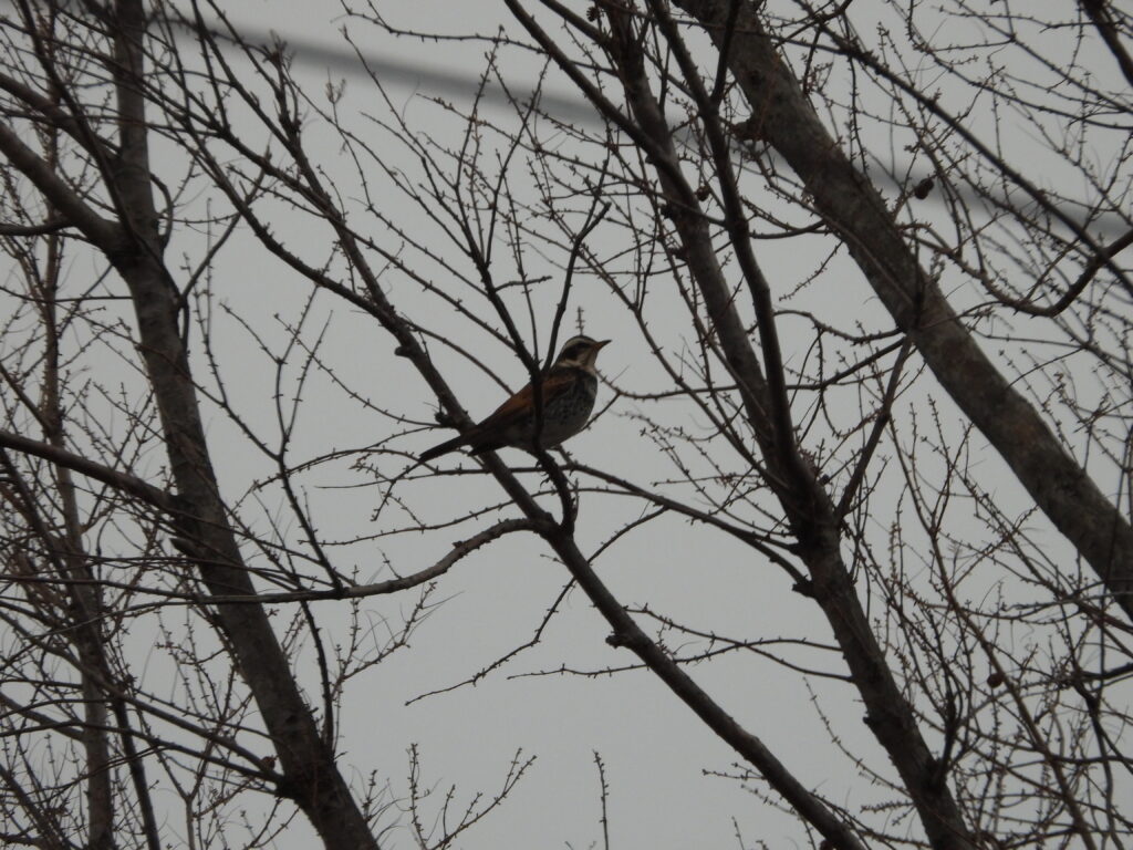 ツグミ無料画像｜手賀沼鳥会